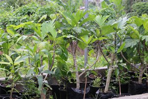 Pacific crop centre develops food strategies for climate change | Asia ...